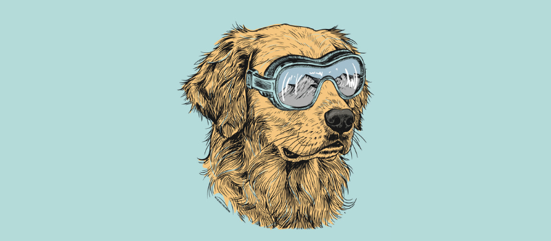 Golden Goggles – Teddy the Dog