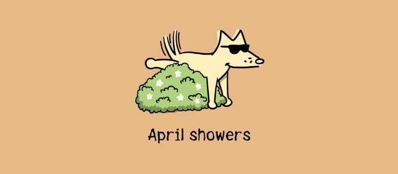 April Showers – Teddy the Dog