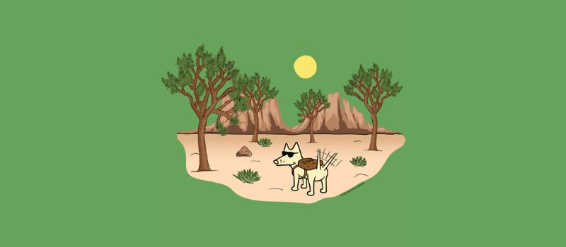 Joshua Tree – Teddy the Dog