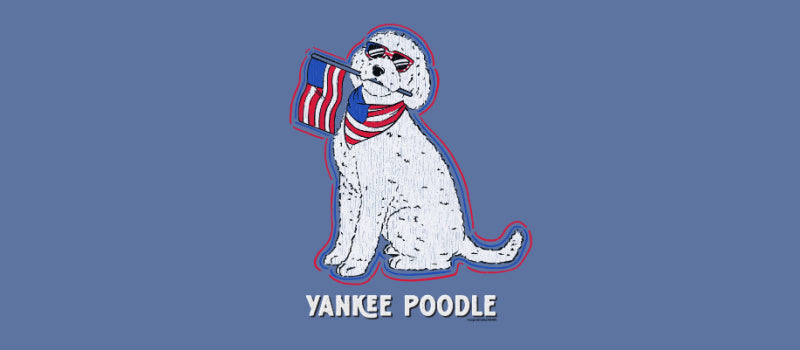 Yankee Poodle – Teddy the Dog