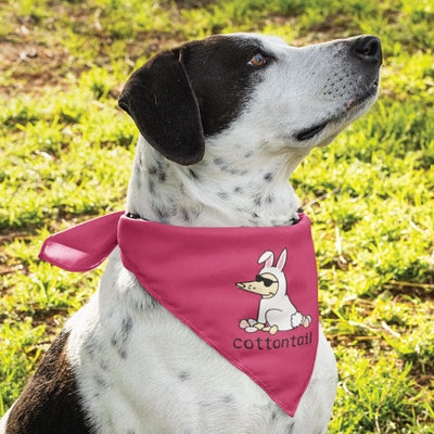 Cottontail – Teddy the Dog